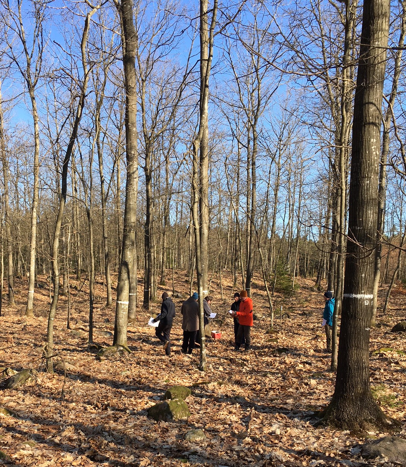About – Oak Project